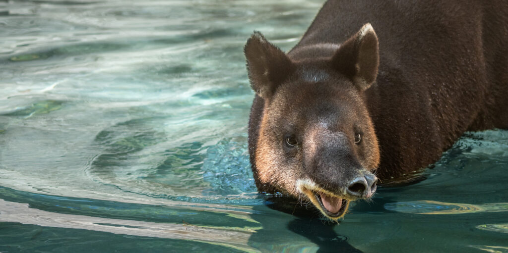 Mountain Tapir - Los Angeles Zoo and Botanical Gardens