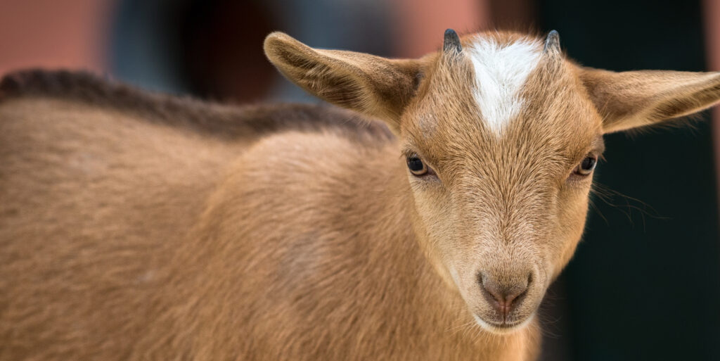 Nigerian Dwarf Goat - Los Angeles Zoo and Botanical Gardens
