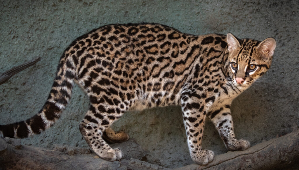 Ocelot - Los Angeles Zoo and Botanical Gardens