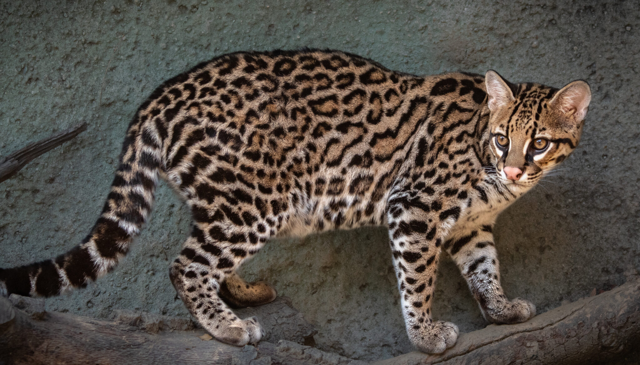 Ocelot - Los Angeles Zoo and Botanical Gardens