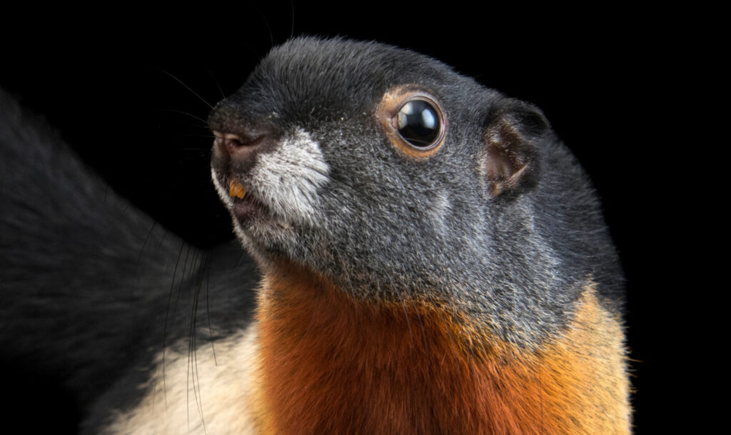 Prevost's Squirrel - Los Angeles Zoo and Botanical Gardens