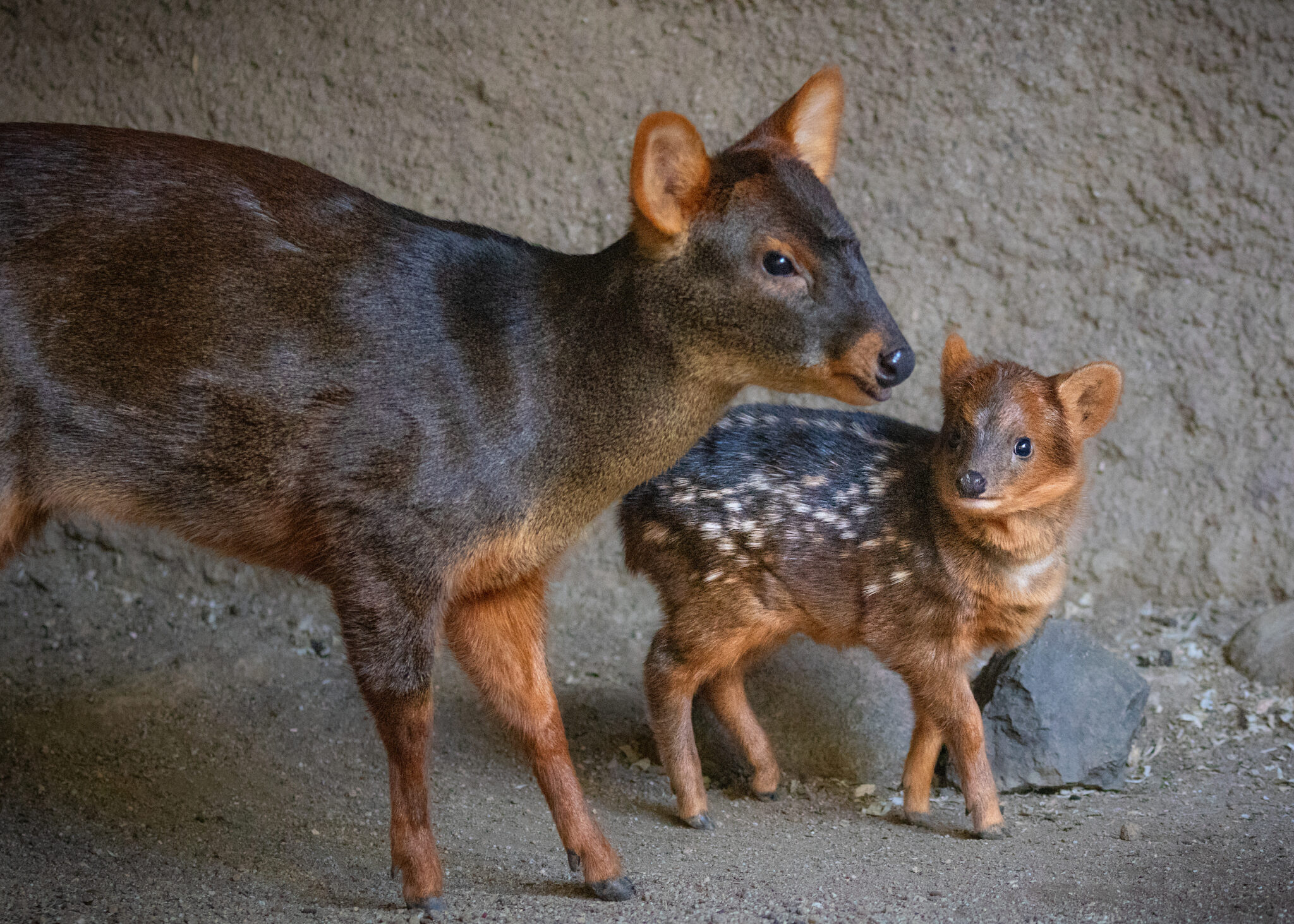Southern Pudu - Los Angeles Zoo and Botanical Gardens