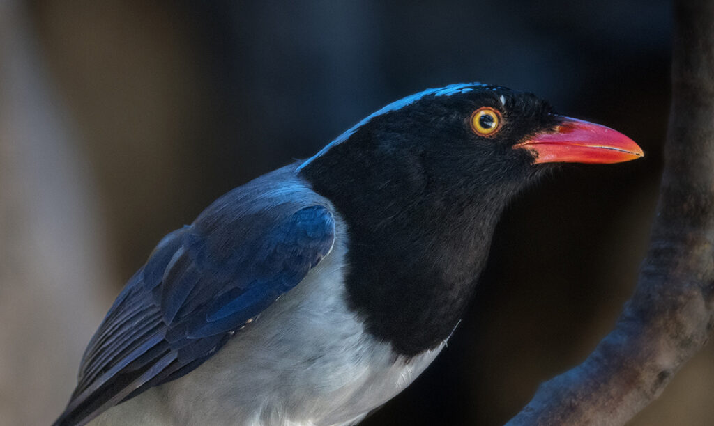 Red-Billed Blue Magpie - Los Angeles Zoo and Botanical Gardens