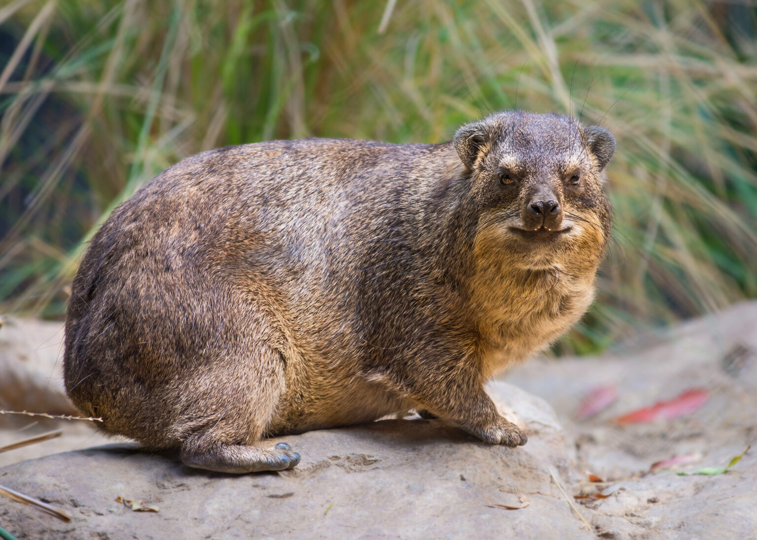 Rock Hyrax - Los Angeles Zoo and Botanical Gardens