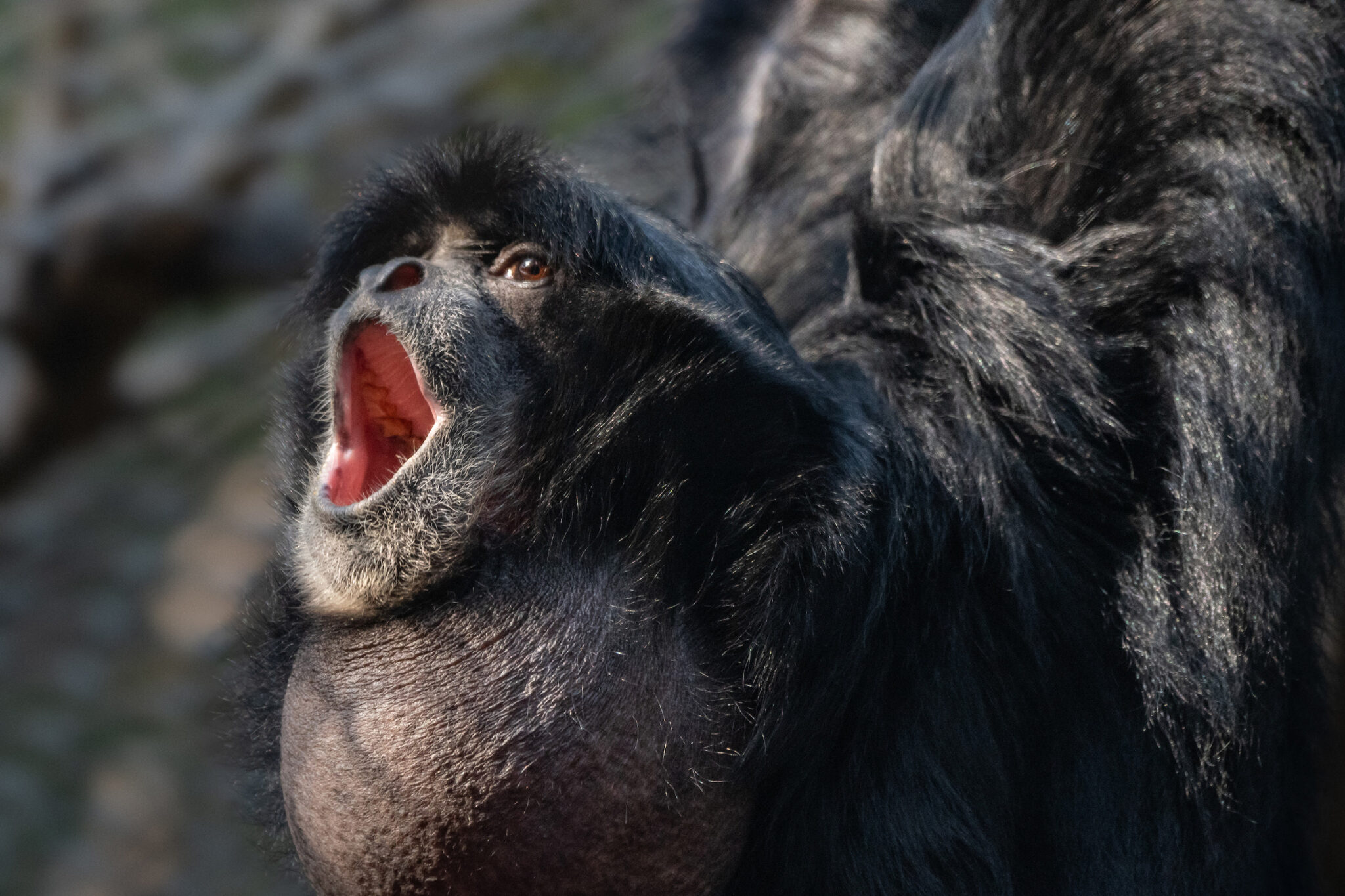 Siamang - Los Angeles Zoo and Botanical Gardens