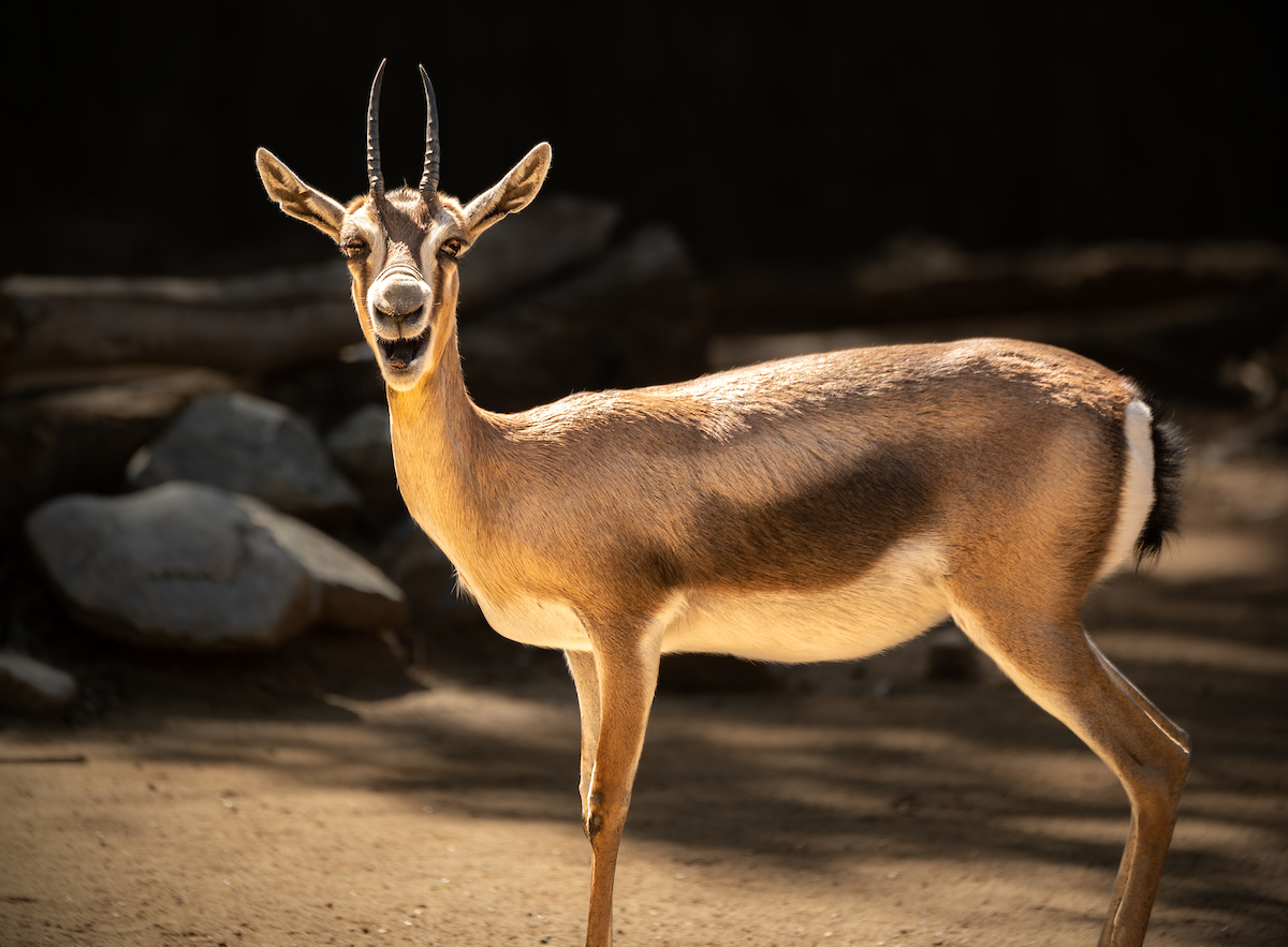 Speke’s Gazelle - Los Angeles Zoo and Botanical Gardens