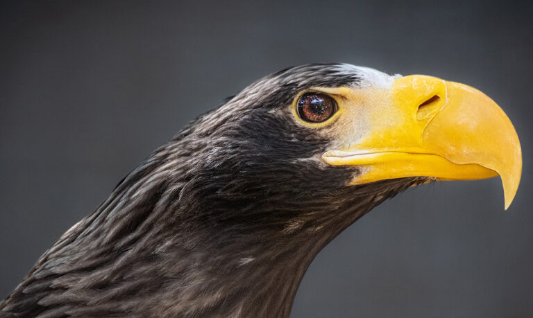 Steller's Sea Eagle - Los Angeles Zoo and Botanical Gardens