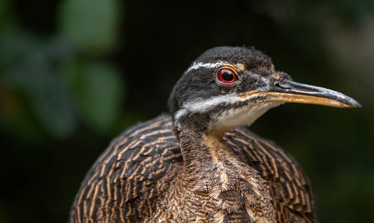 Sunbittern - Los Angeles Zoo and Botanical Gardens