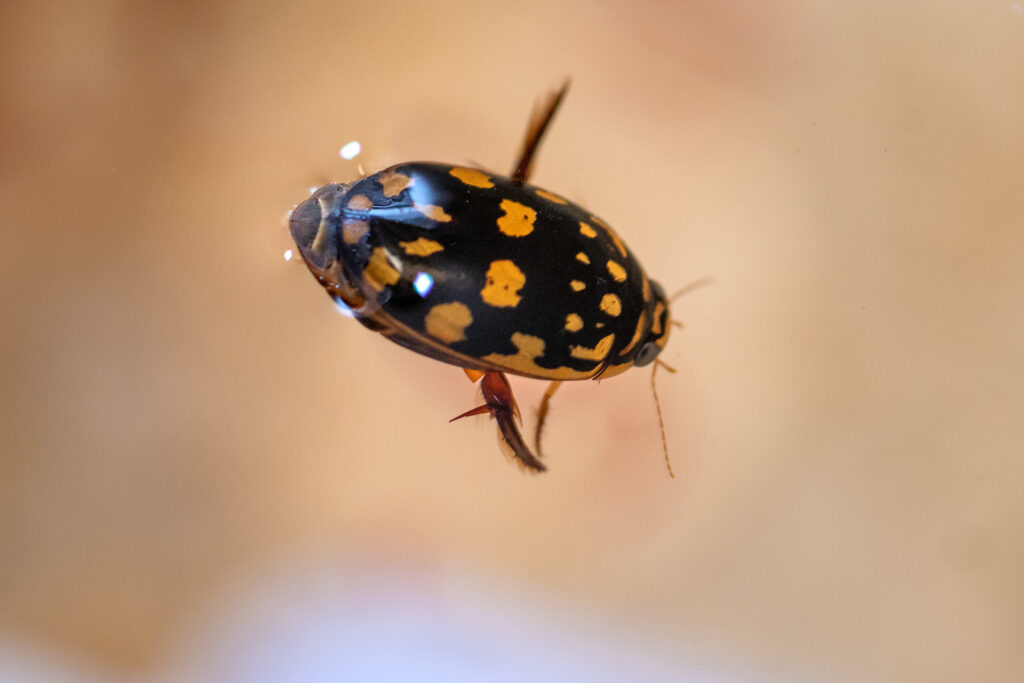 Sunburst Diving Beetle - Los Angeles Zoo and Botanical Gardens