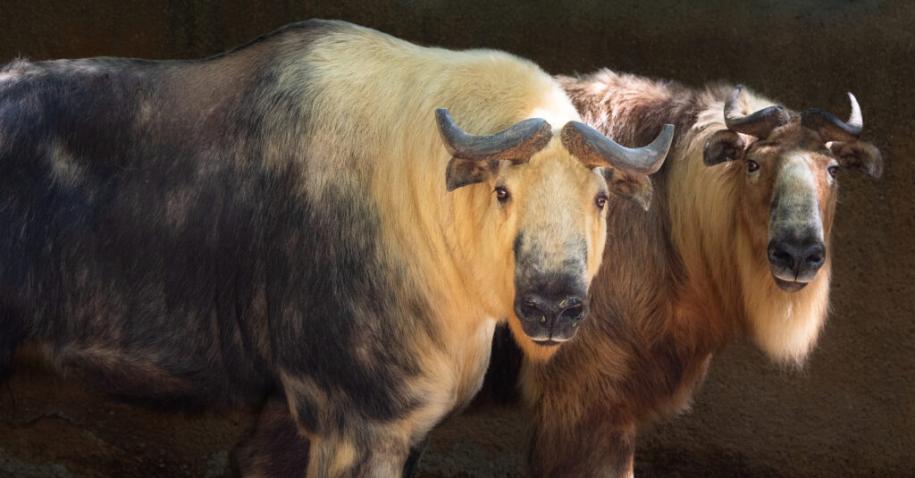 Sichuan Takin - Los Angeles Zoo and Botanical Gardens