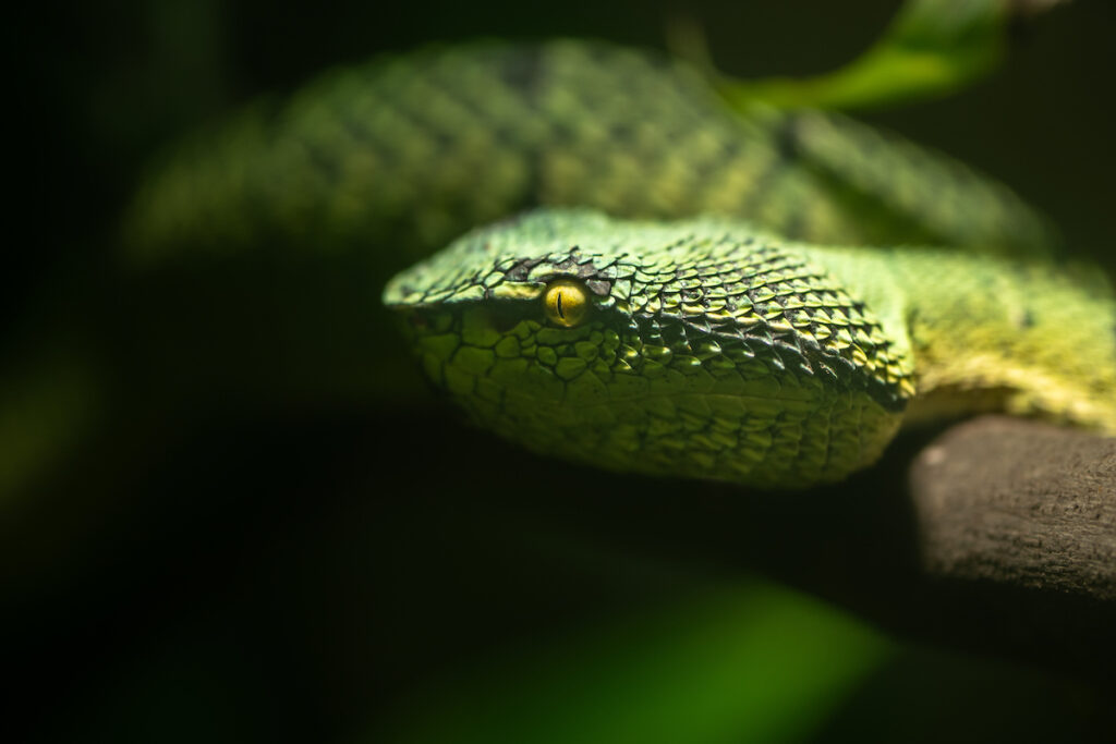 Temple Viper - Los Angeles Zoo and Botanical Gardens