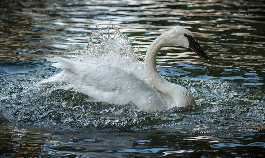 Trumpeter Swan - Los Angeles Zoo and Botanical Gardens