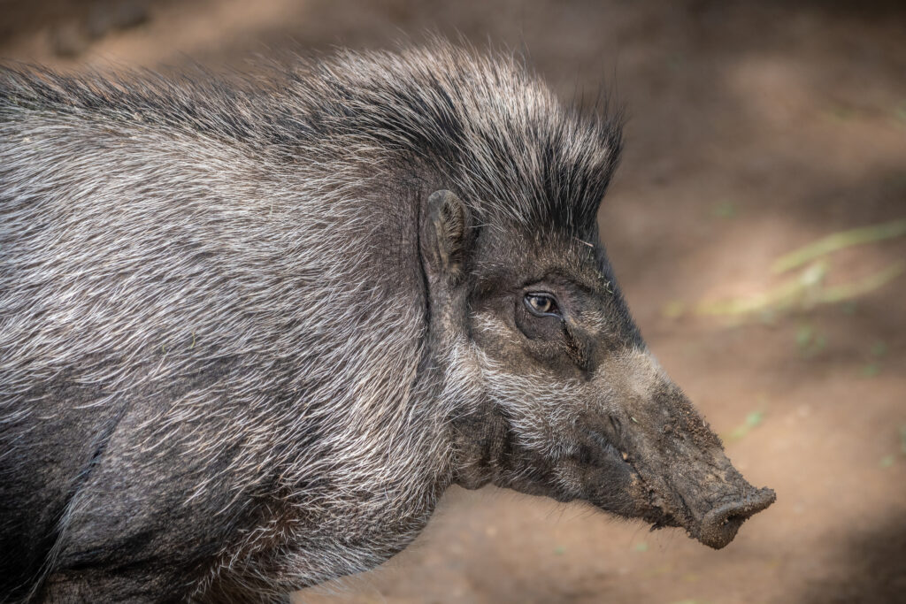 Visayan Warty Pig - Los Angeles Zoo and Botanical Gardens