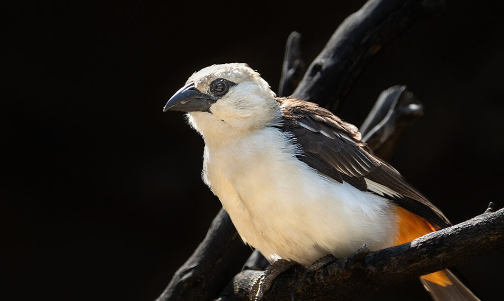 White-headed Buffalo Weaver - Los Angeles Zoo and Botanical Gardens