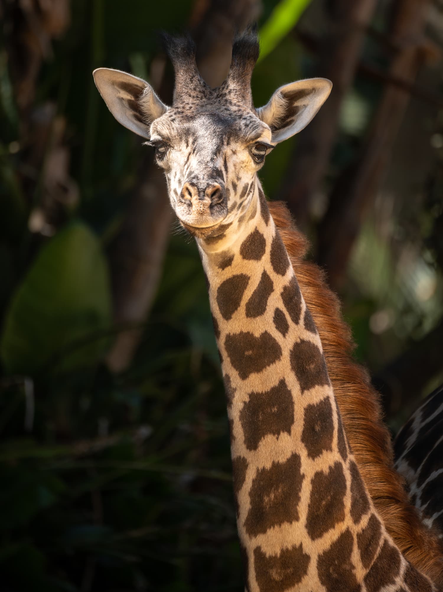 Welcome to the World - Los Angeles Zoo and Botanical Gardens