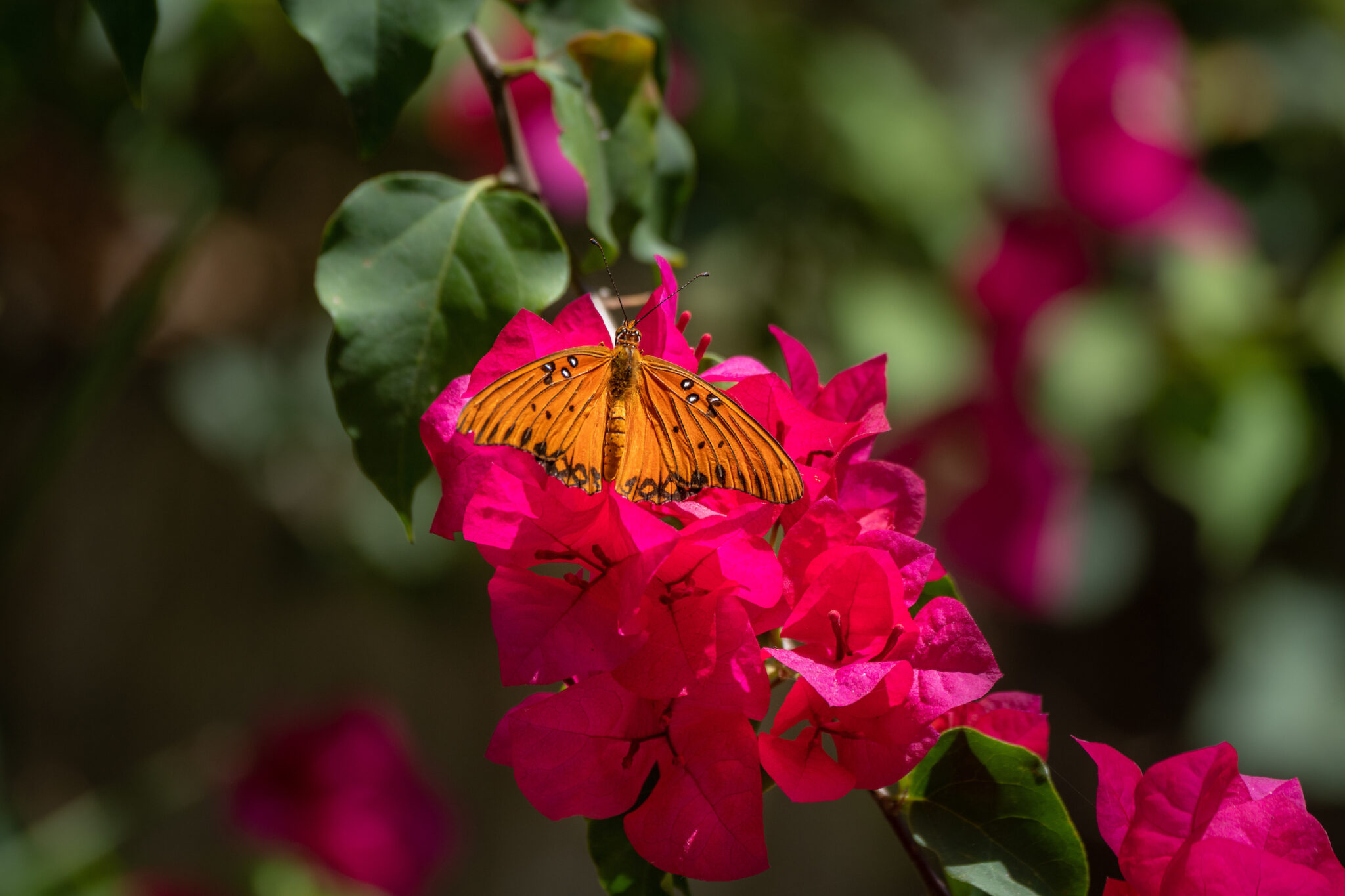 Zoo Calendar - Los Angeles Zoo and Botanical Gardens