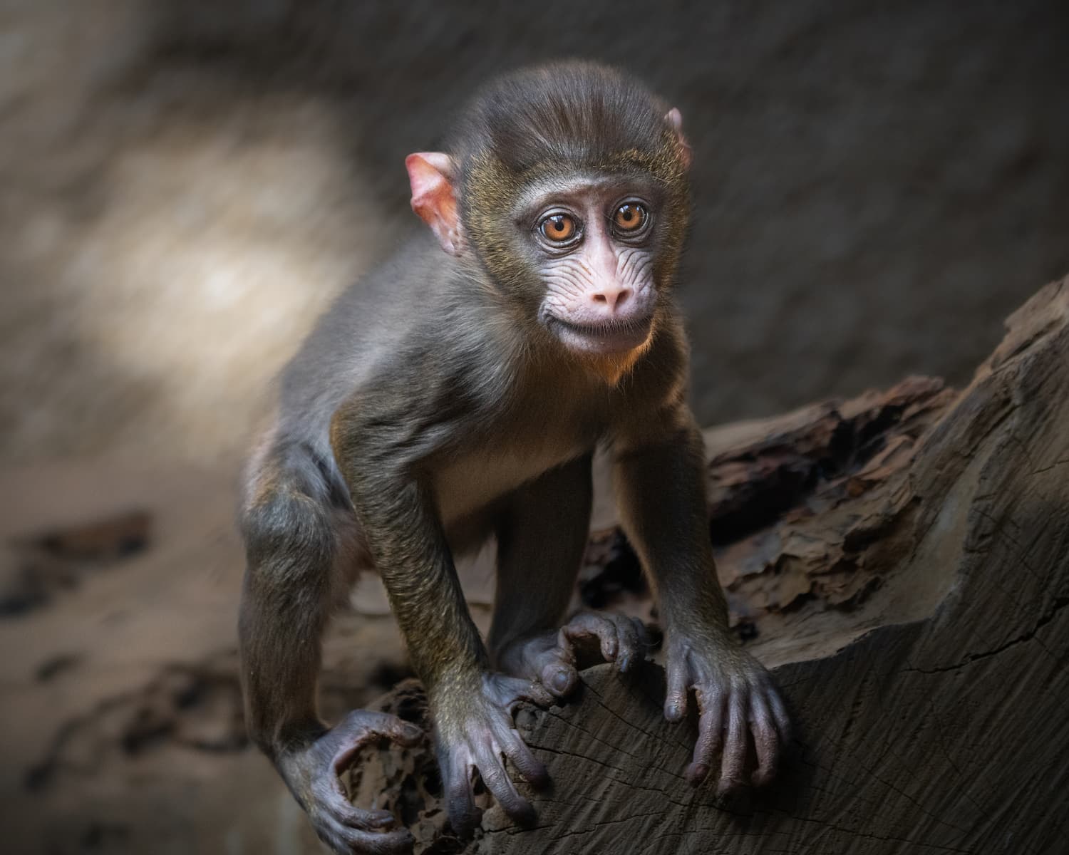 Welcome to the World - Los Angeles Zoo and Botanical Gardens