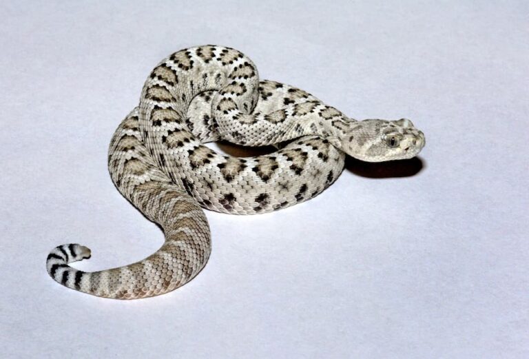 Animal News: Important Santa Catalina Island Rattlesnake Births - Los ...