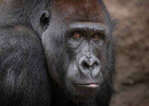 Western Lowland Gorilla - Los Angeles Zoo and Botanical Gardens
