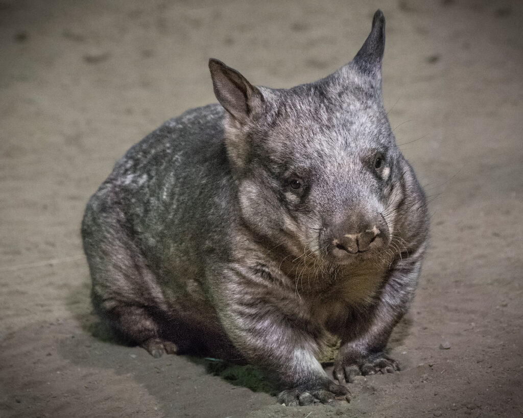 Southern Hairy-Nosed Wombat - Los Angeles Zoo and Botanical Gardens
