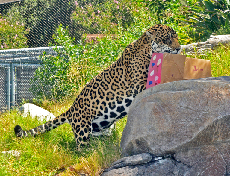 Farewell to Kaloa the Jaguar - Los Angeles Zoo and Botanical Gardens