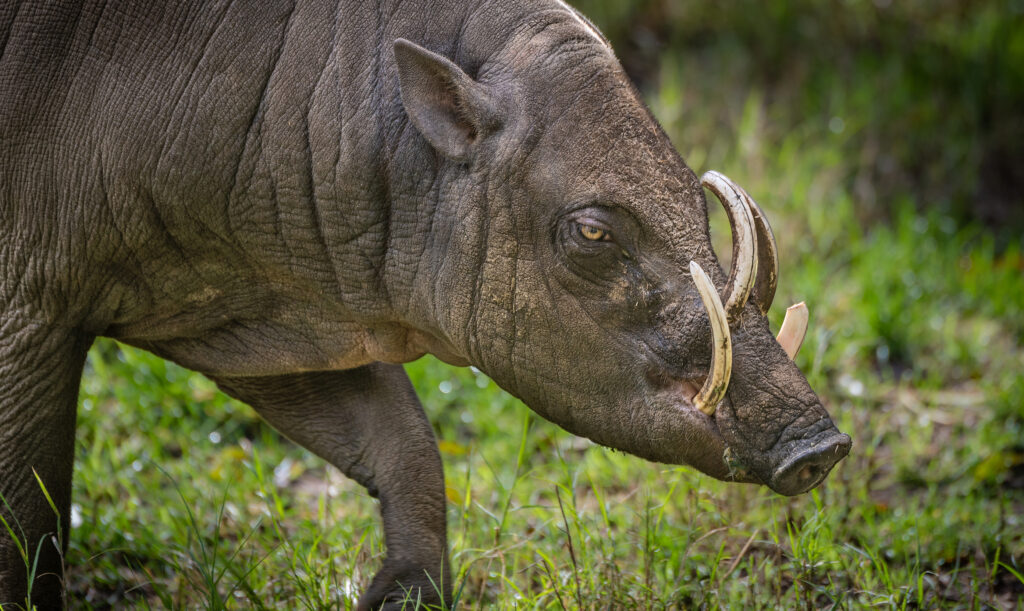 Babirusa - Los Angeles Zoo and Botanical Gardens