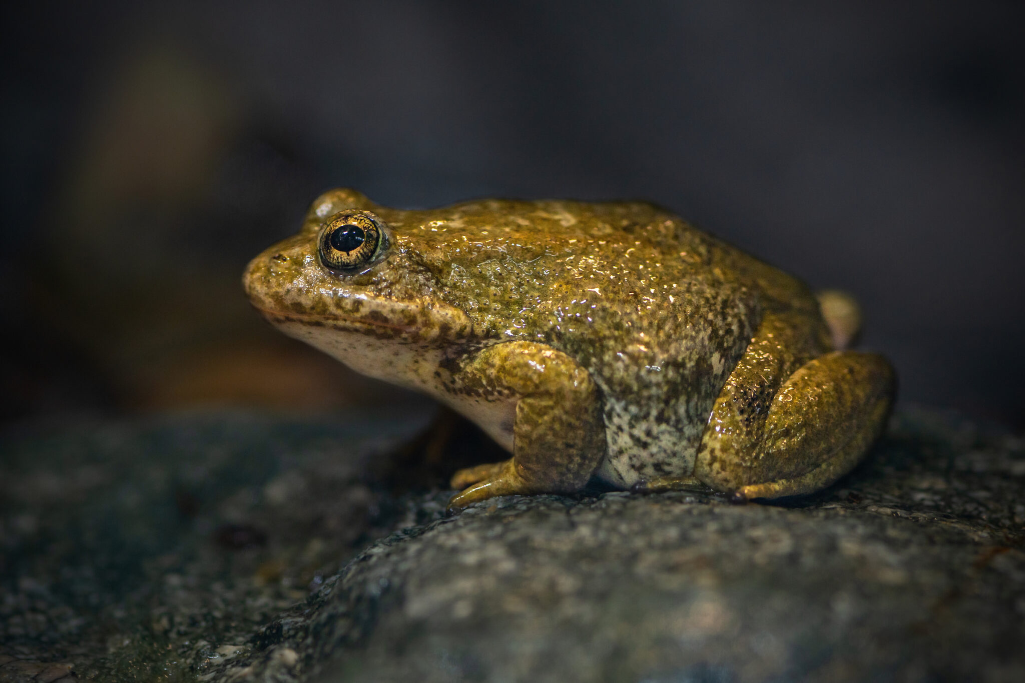 Southern Mountain Yellow-Legged Frog - Los Angeles Zoo and Botanical ...