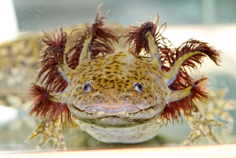 Axolotl - Tagalog - Los Angeles Zoo and Botanical Gardens