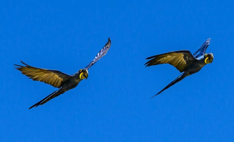 World of Birds Show - Los Angeles Zoo and Botanical Gardens