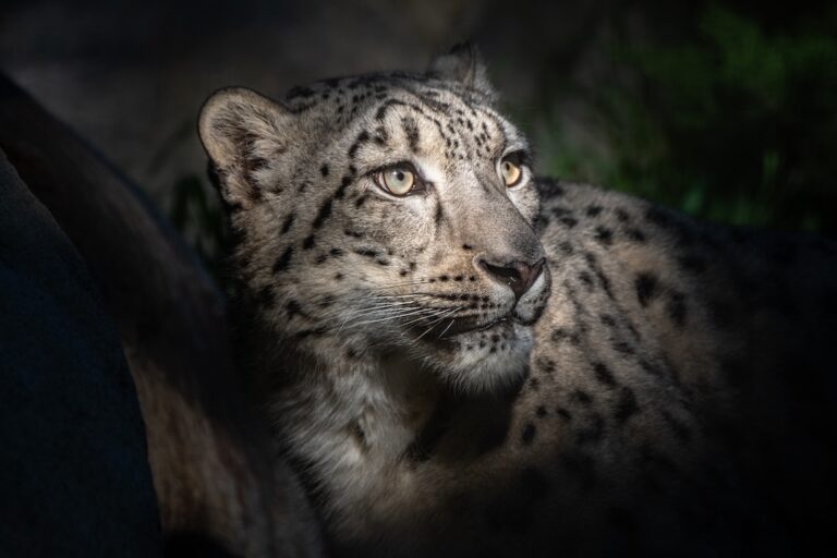 Zoo Update with Zoo Director and CEO Denise M. Verret - Los Angeles Zoo ...