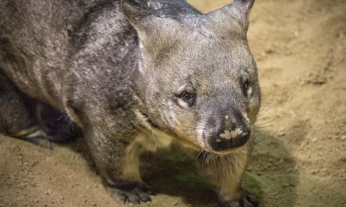 Zoo Update with Zoo Director and CEO Denise M. Verret - Los Angeles Zoo ...
