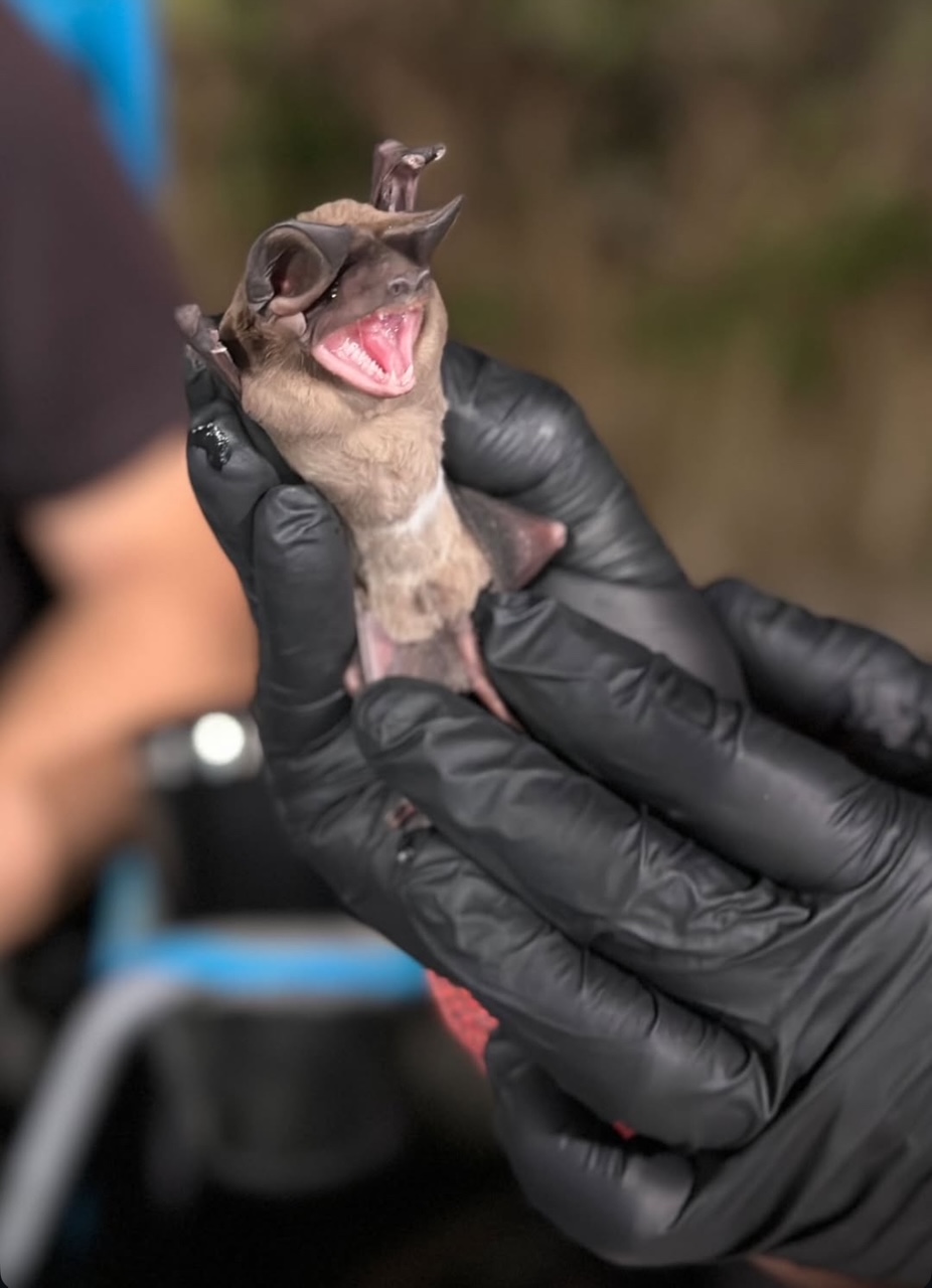 Field Notes: Bats in Florida and Jamaica with Cortney Vargas - Los ...