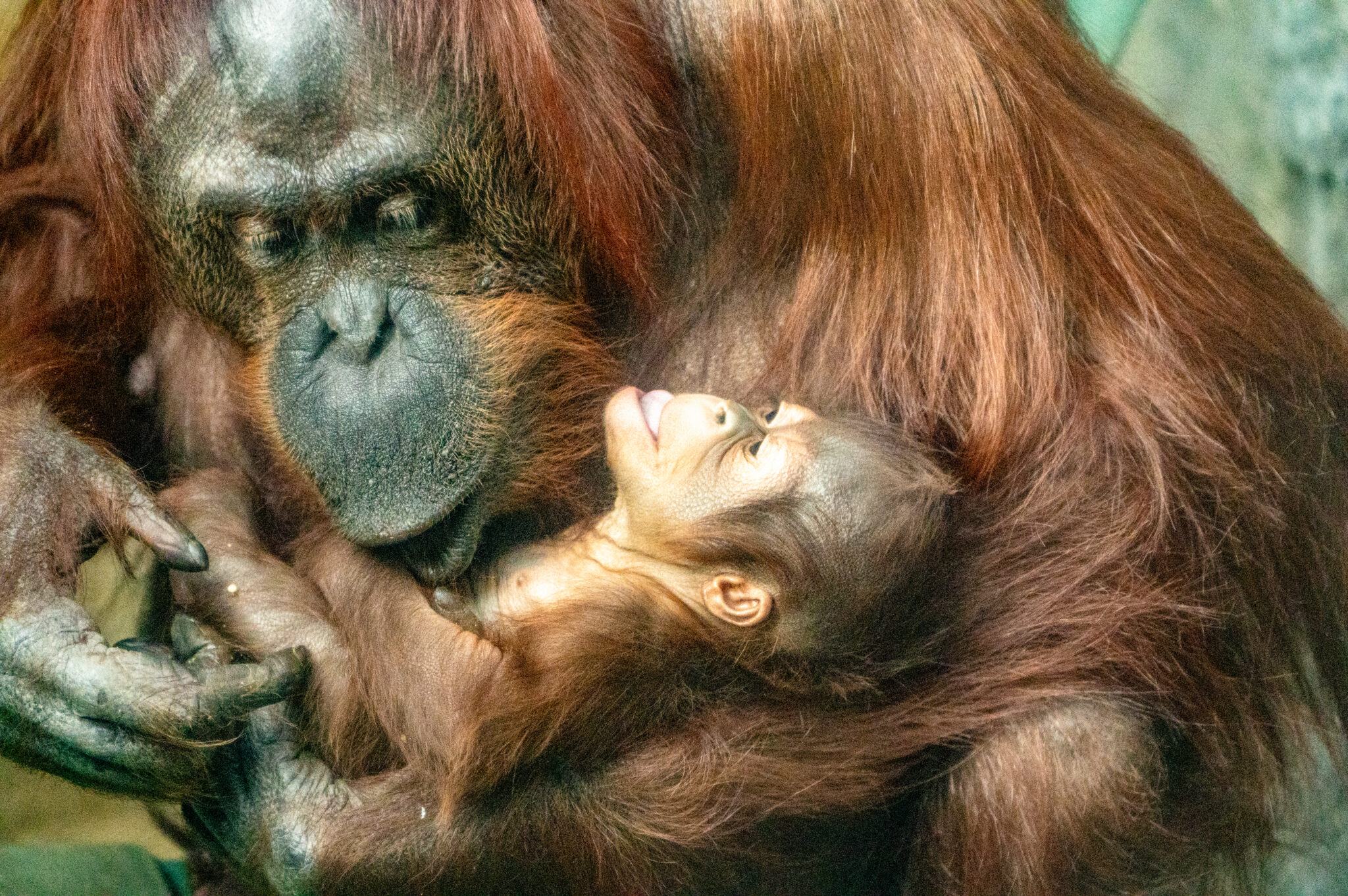 Orangutan Baby - Los Angeles Zoo and Botanical Gardens