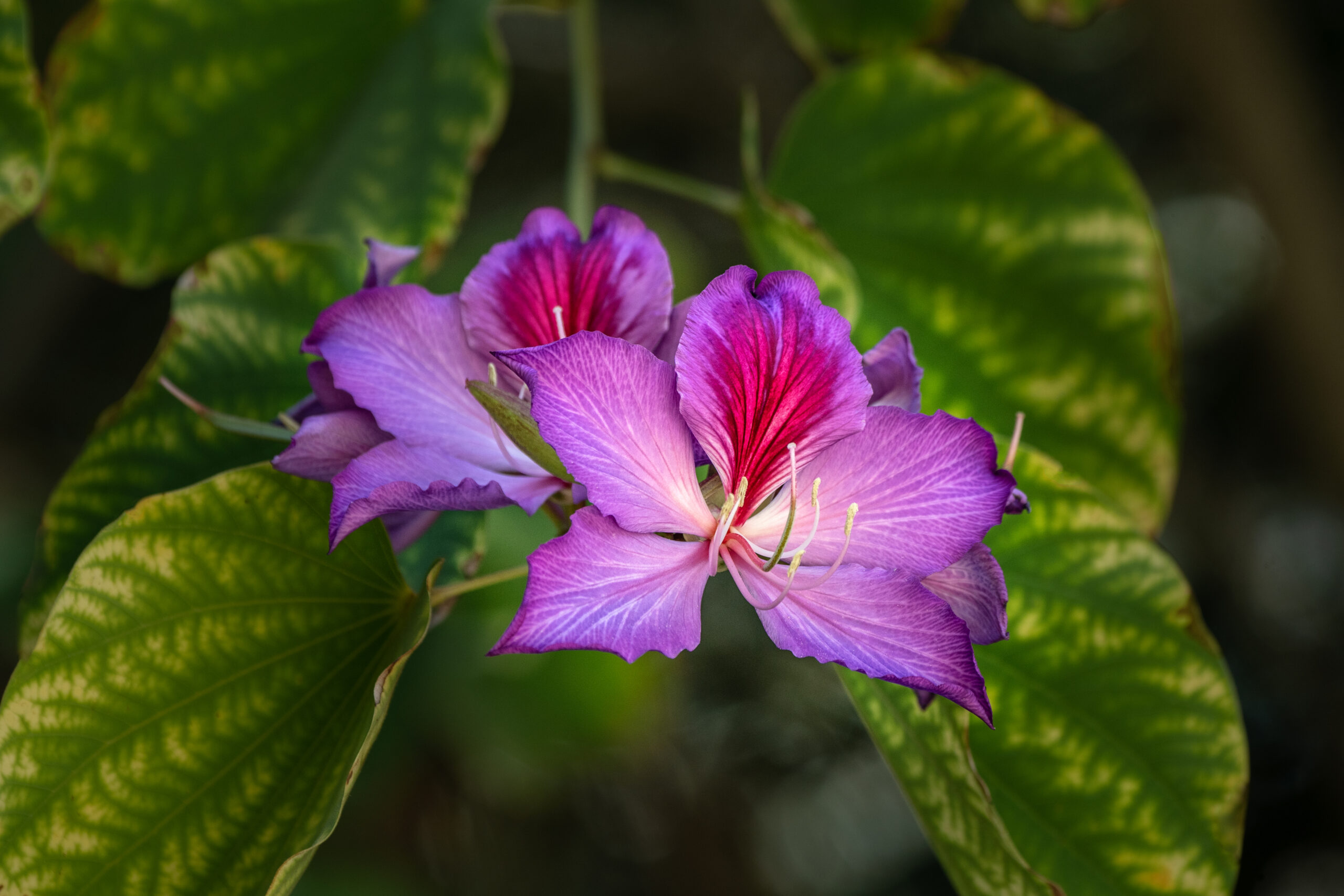 Early Morning Garden Walk: L.A. Zoo’s “Green Carpet” of Award Winning ...