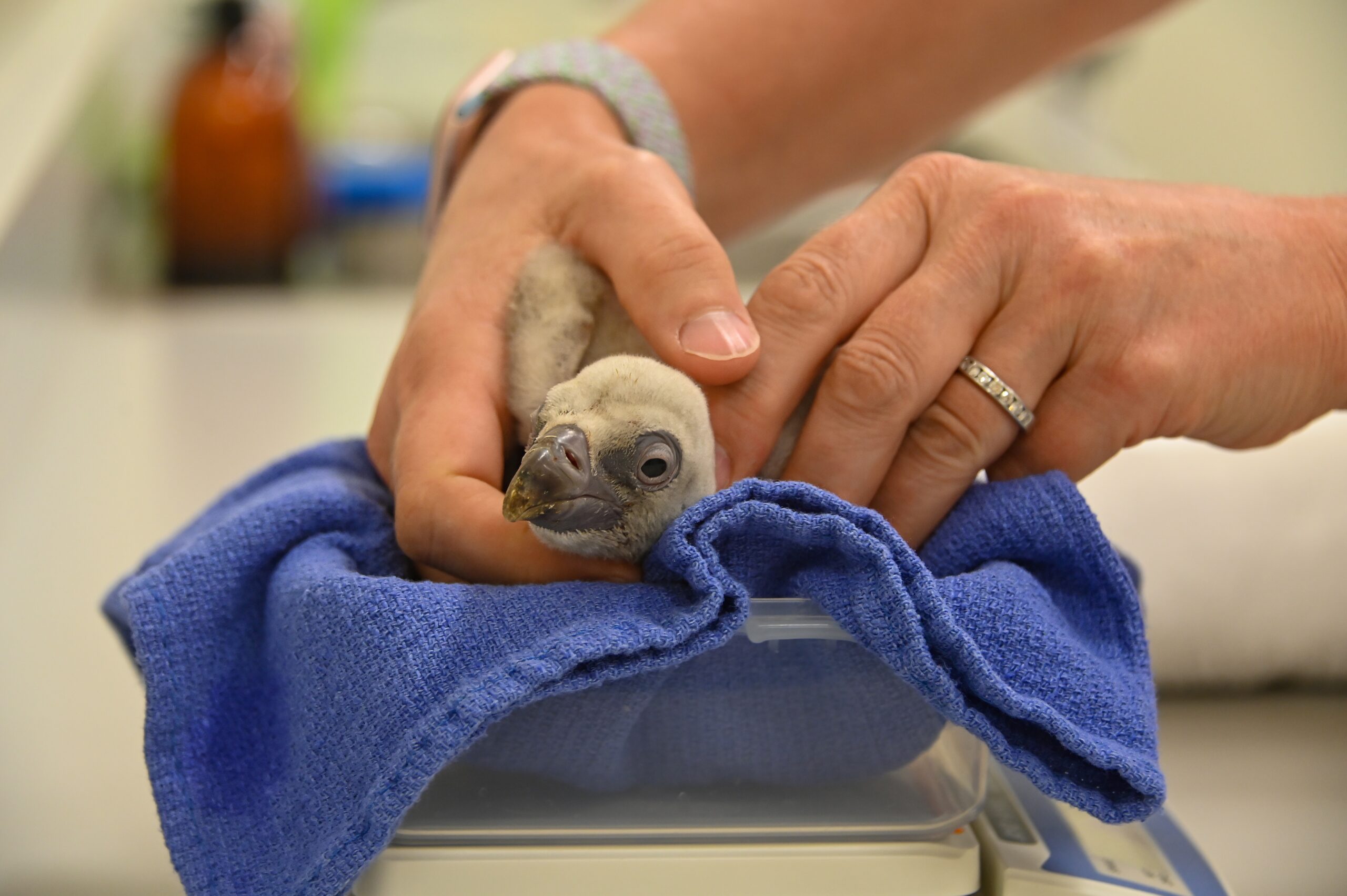 L.A. ZOO WELCOMES CAPE VULTURE CHICK - Los Angeles Zoo and Botanical ...
