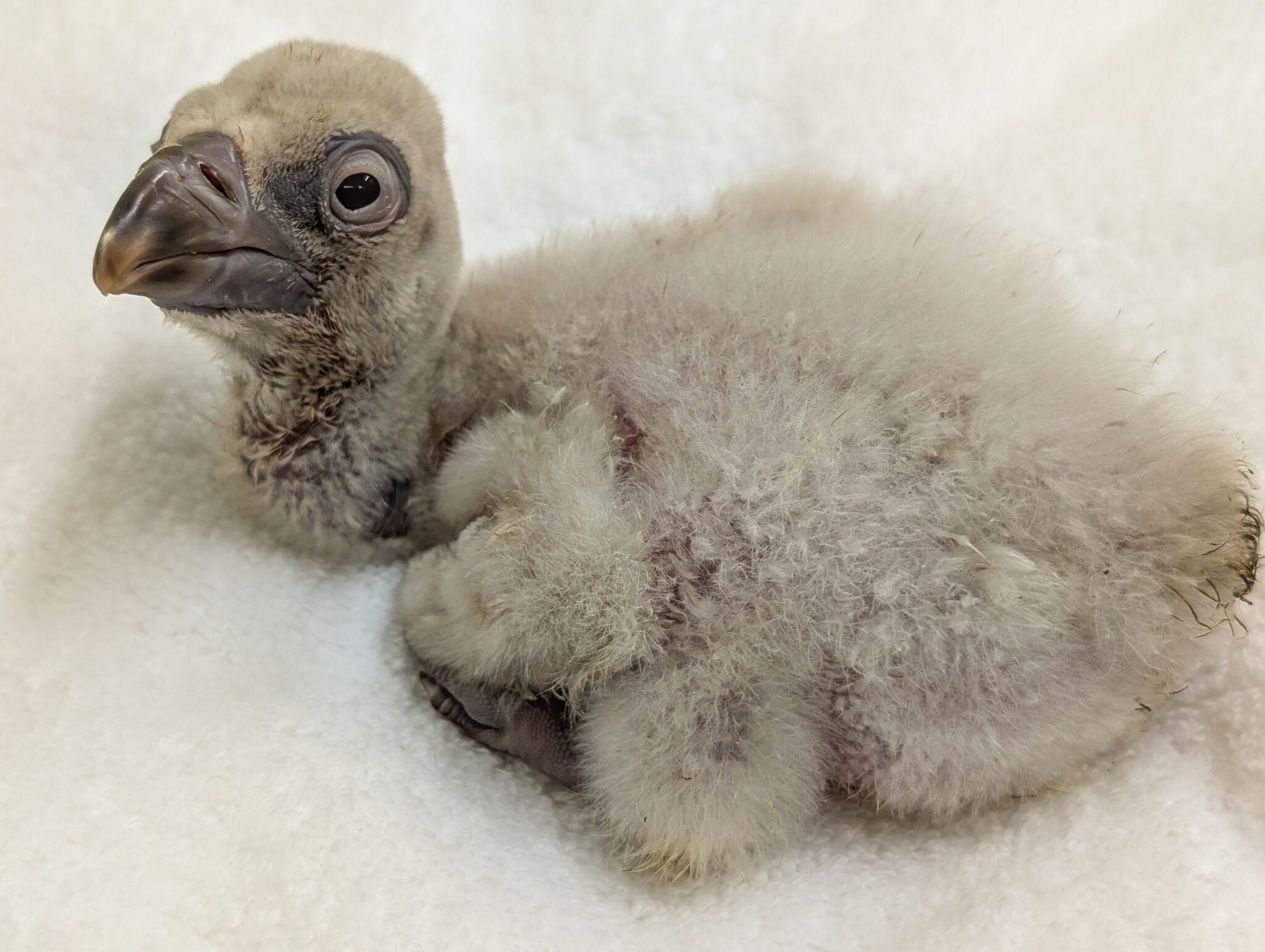 L.A. ZOO WELCOMES CAPE VULTURE CHICK - Los Angeles Zoo and Botanical ...